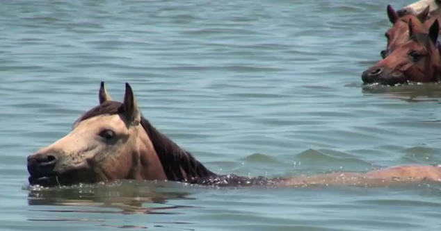 See the Wild Ponies Swim - Miss Molly’s Inn Bed & Breakfast