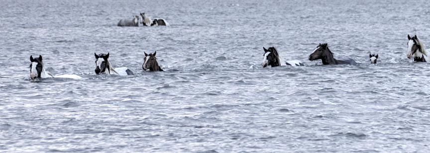 It's Time For Chincoteague Island Pony Swim 2015!